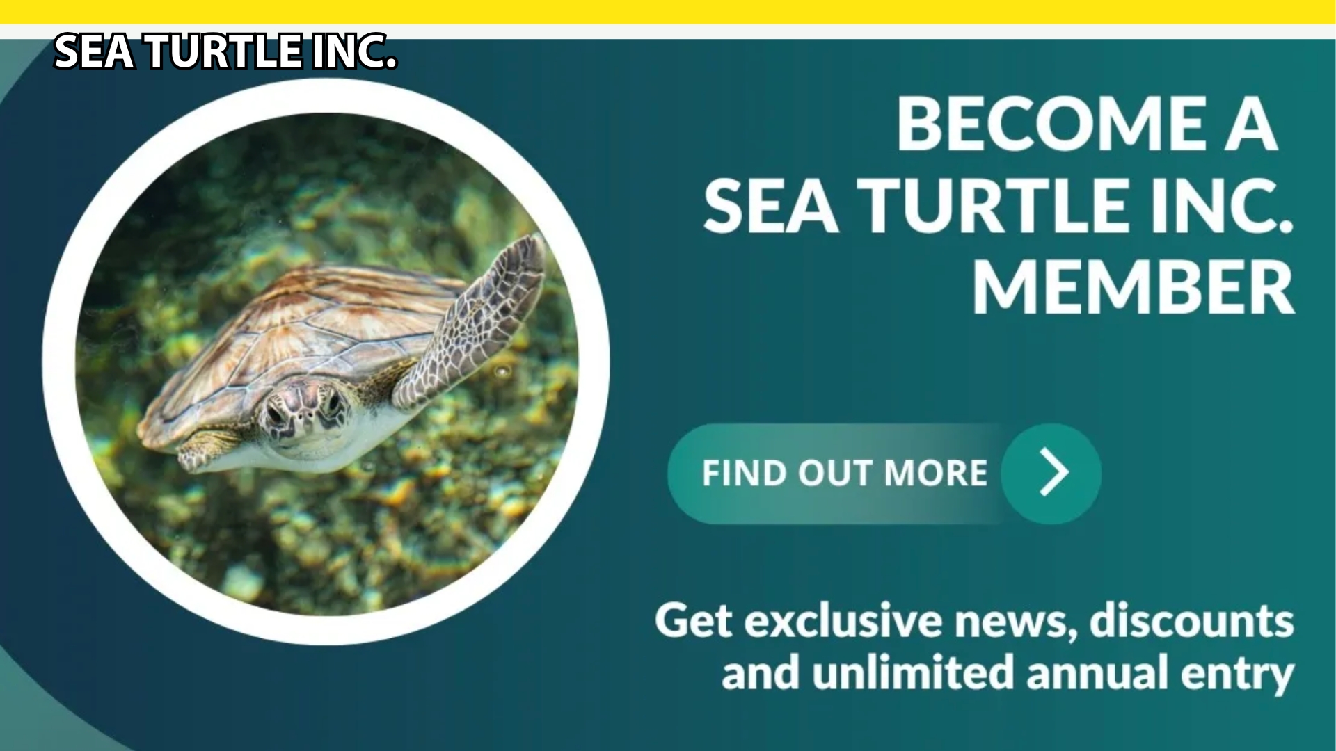 KVAQ-TV | Sea Turtles back in the gulf after cold-stun